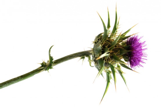 Le Chardon marie : origine, propriétés et bienfaits | LABORATOIRES YVES ...