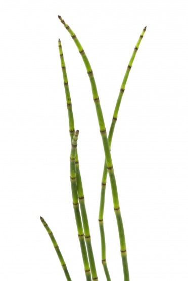 La Prêle : origine, propriétés et bienfaits | LABORATOIRES YVES PONROY